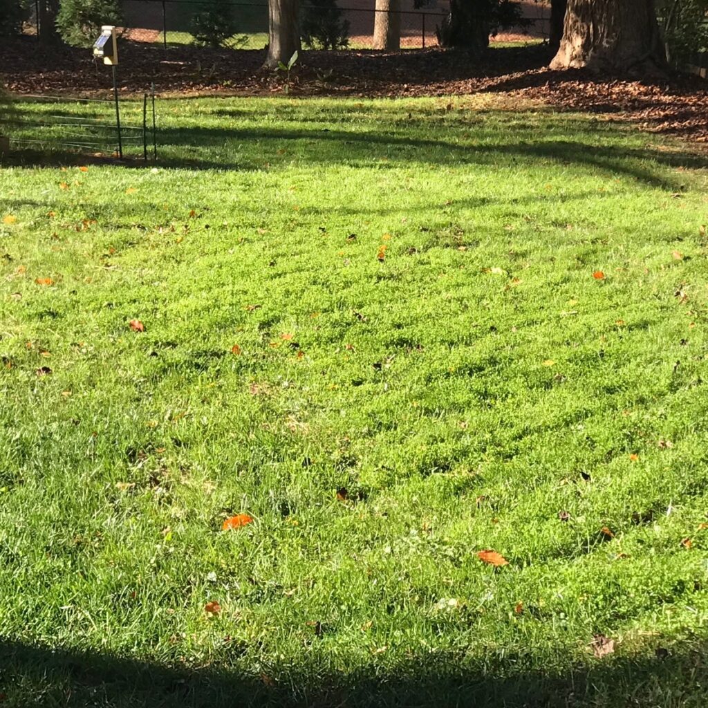 Get A Quote | The London Lawn Turf Laying